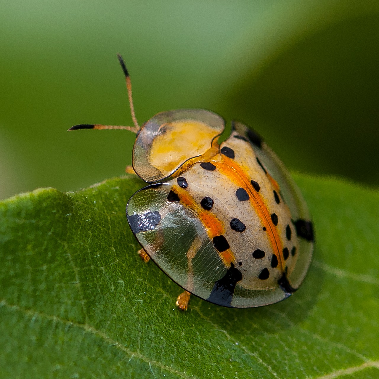 Don’t let the bugs bite | ruspanglish